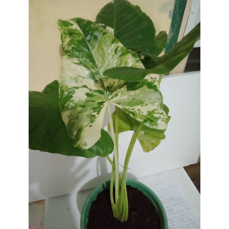 Jual Tanaman Hias Sente/Alokasia/Kaladium Daun Varigata Cantik | Shopee ...