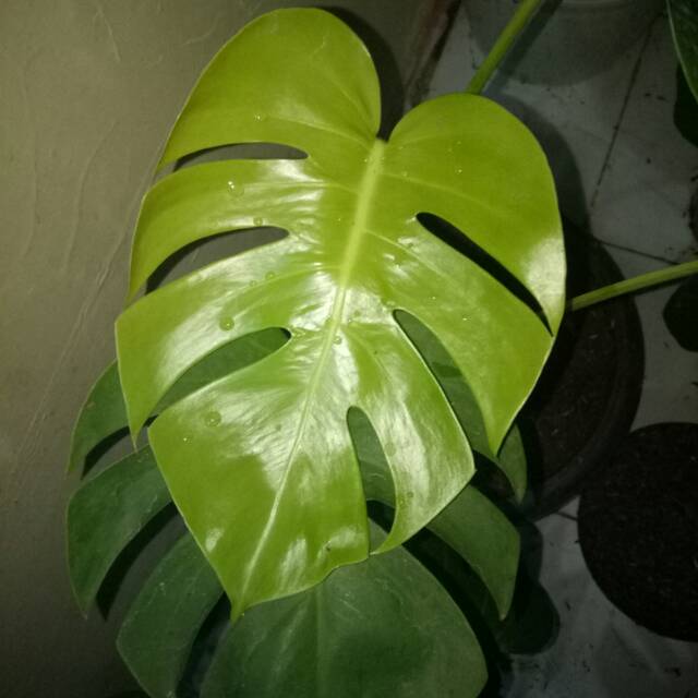 Jual Tanaman hias philodendron monstera deliciosa-tanaman hias monstera ...