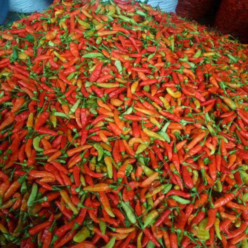 Jual Cabe Rawit Merah Petik 1 x 500 gr (500 gr) Grosir 500 gram Cabe ...