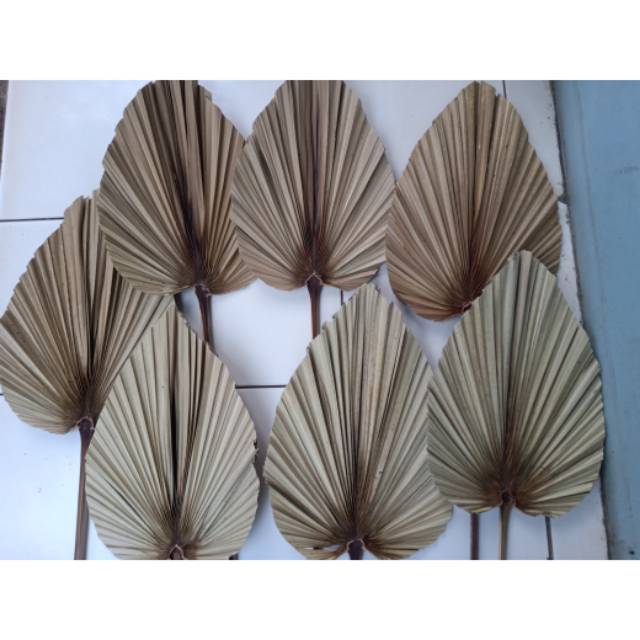 Jual Daun Sadeng Palem Rustik Palm Kering Natural +30cm untuk Hiasan ...