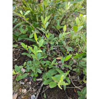 Jual Daun Karamunting (Keremunting) Segar Herbal | Shopee Indonesia