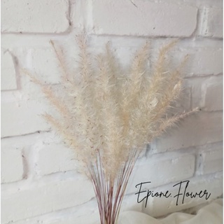 Jual Bunga Kering Ilalang 1 ikat (10 batang) | Shopee Indonesia
