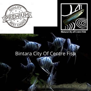 Jual Ikan Manfish Blue Pinoy, size 3cm (M), min order 25 ekor | Shopee ...