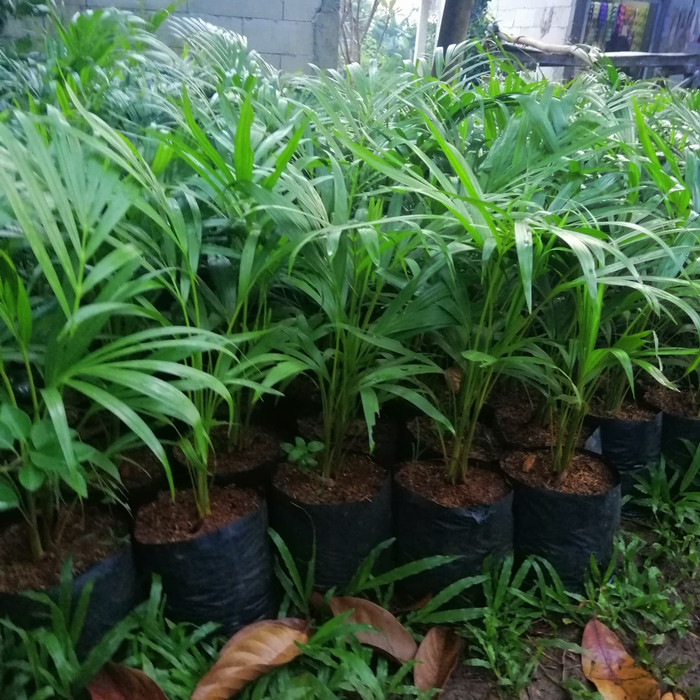 Jual tanaman hias indoor palem kuning tinggi 50 cm - palm kuning ...