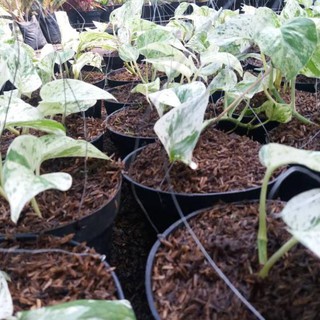 Jual Tanaman Hias Rambat - Bibit Sirih Belanda Putih Ford | Shopee ...