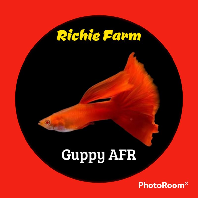 Jual Ikan guppy albino full red / AFR | Shopee Indonesia