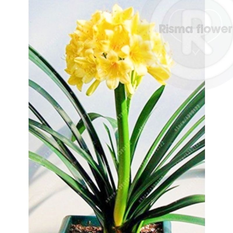 Jual Tanaman hias pohon Bakung amarilis bunga kuning tumpuk / tanaman ...