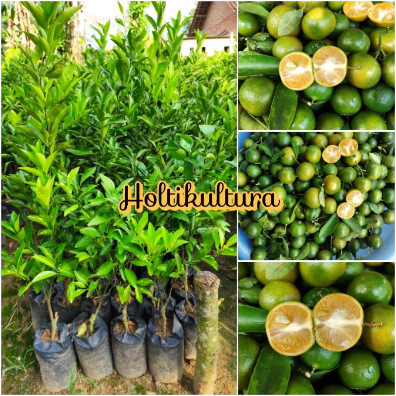 Jual Bibit jeruk kunci jeruk kalamansi jeruk lemon cui Holtikultura ...