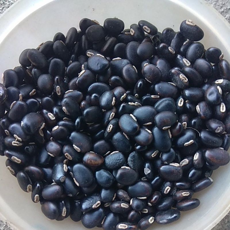 Jual Kacang /Koro Benguk Hitam pilihan 1kg | Shopee Indonesia