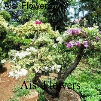 Jual Bonsai Tanaman Bougenville Aneka Bonsai Tanaman Hias Shopee