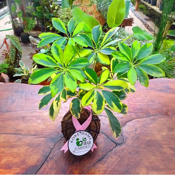 Jual Tanaman hias Kokedama Walisongo mentega - Schefflera Heptapleurum yellow | Jenis tanaman ...