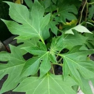 Jual Bibit Tanaman Herbal Daun Insulin Pohon Insulin | Shopee Indonesia