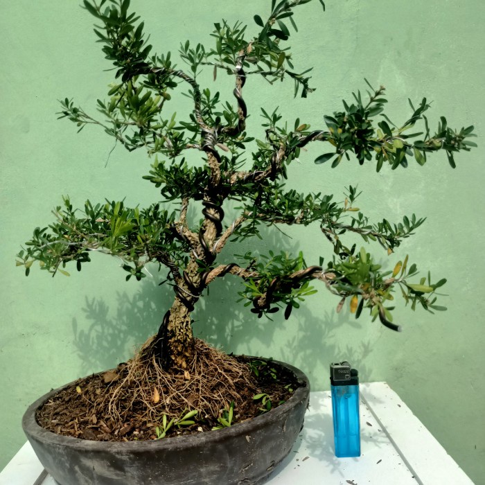 Harga Buxus Terbaru November 2022 |BigGo Indonesia