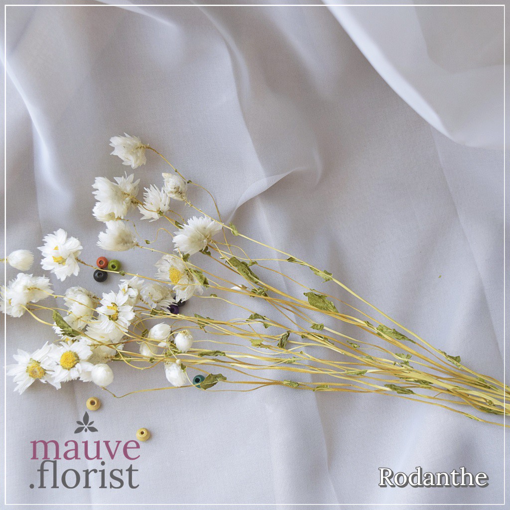 Jual Dried Flower - Rodanthe (10 pcs) | Shopee Indonesia