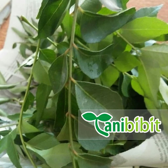 Jual Daun Salam Koja - Daun Pohon Kari Segar 250gram Indonesia|Shopee ...