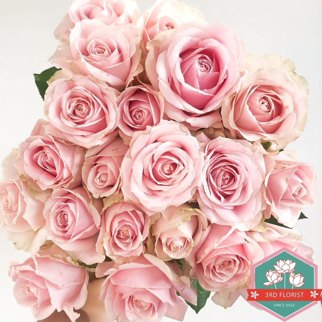 Jual Bunga Mawar Bandung | Shopee Indonesia