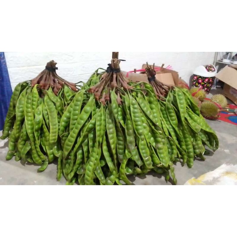 Jual Pete fresh asli Banyuwangi ( harga 10 lonjor) | Shopee Indonesia