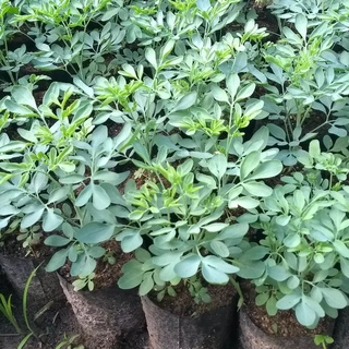 Jual Bibit herbal daun inggu / godong minggu / anruda busu / arunda ...