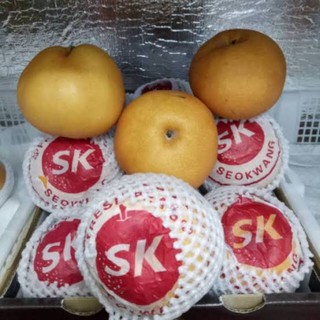 Jual Pir Singo 1 kg Indonesia|Shopee Indonesia