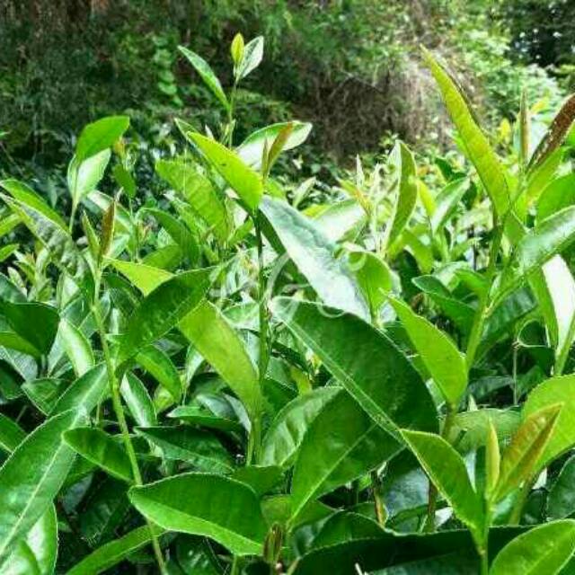 Daun teh segar | Shopee Indonesia