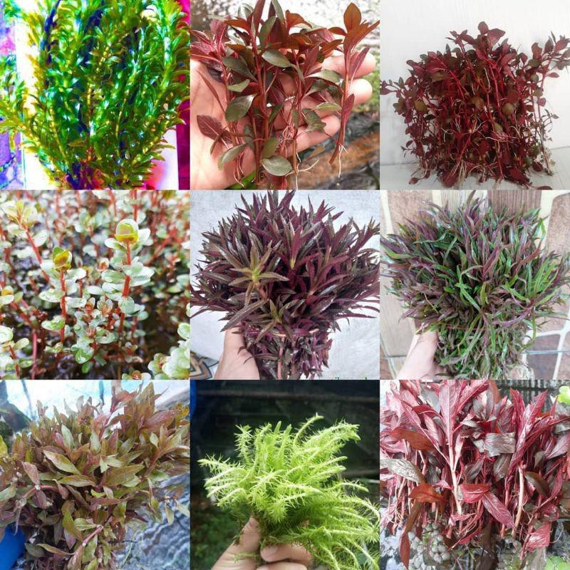 Jual Paket Hemat 100 Batang - Paket Mix Tanaman aquascape - Tanaman ... Jual Paket Hemat 100 Batang - Paket Mix Tanaman aquascape - Tanaman ...
