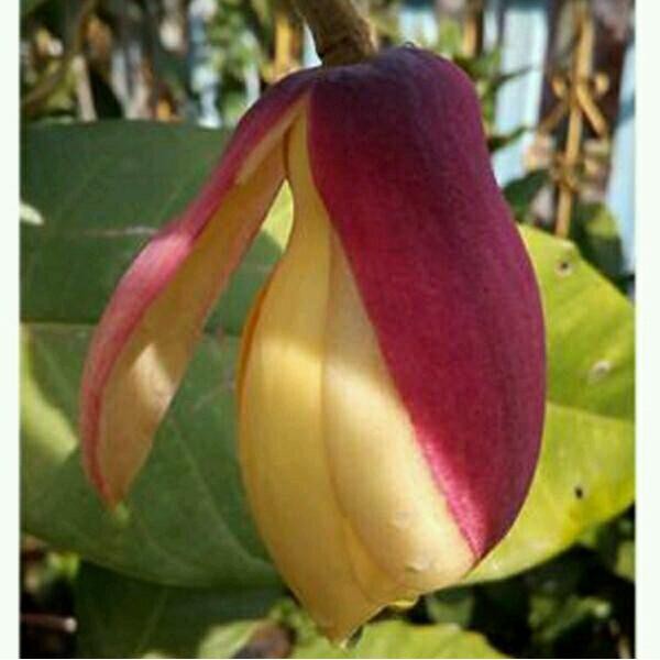 Simak! Gambar Bunga Cempaka Merah Terbaik - Informasi Seputar Tanaman Hias