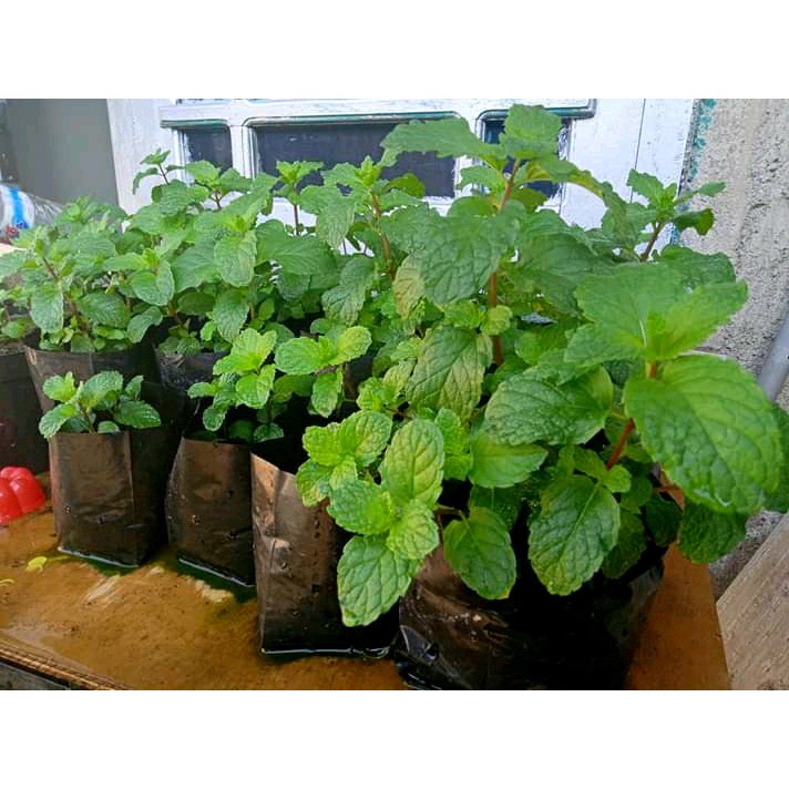 Jual paket 5 batang daun mint menthol Indonesia|Shopee Indonesia