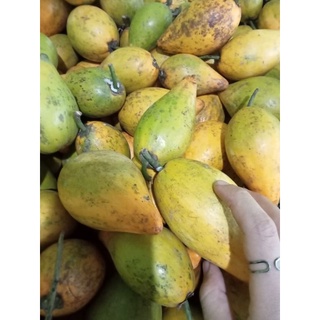 Jual buah alkesa sawo belanda atau buah campoleh 1 kg | Shopee Indonesia