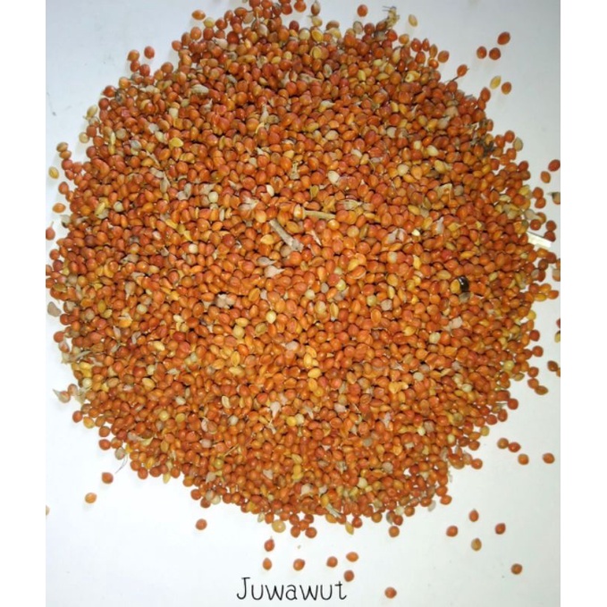 Harga Juwawut Terbaru Februari 2024 |BigGo Indonesia