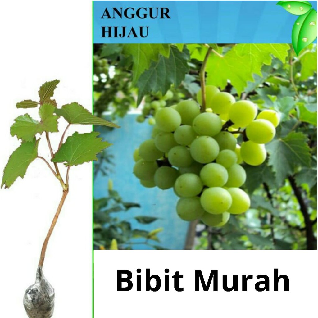 Jual Paket anggur 4 pohon | Shopee Indonesia