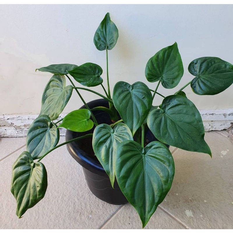 Jual Alocasia Culcullata / Talas Cina / Tapak kuda | Shopee Indonesia