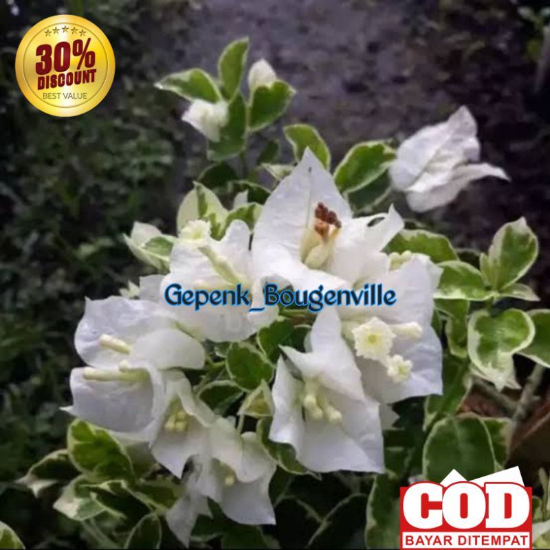 Jual Bougenville putih varigata atau bunga kertas | Shopee Indonesia