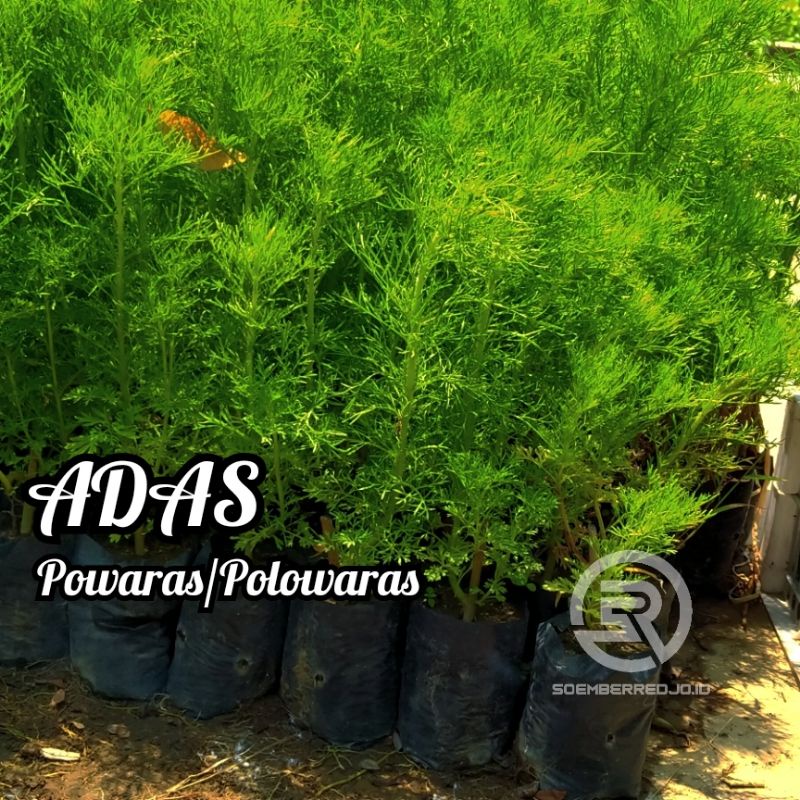 Jual Bibit Adas Pulosari Pulowaras Siap Tanaman | Shopee Indonesia