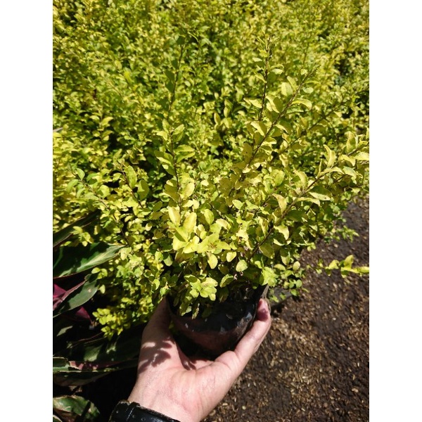 Jual Tanaman Legistrum Kuning Sunshine Ligustrum Beli 9 GRATIS 1 (Pusat ...