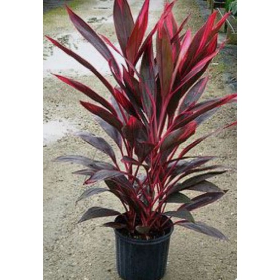 Jual TANAMAN ANDONG MERAH | Shopee Indonesia