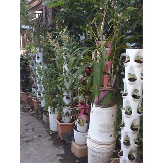 POT TANAMAN VERTIKAL VERTIKULTUR 4 INCH 10 LUBANG 50CM POT BUNGA / Pot ...