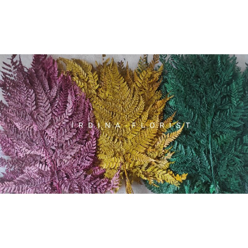 Jual Daun Pakis kering | Shopee Indonesia