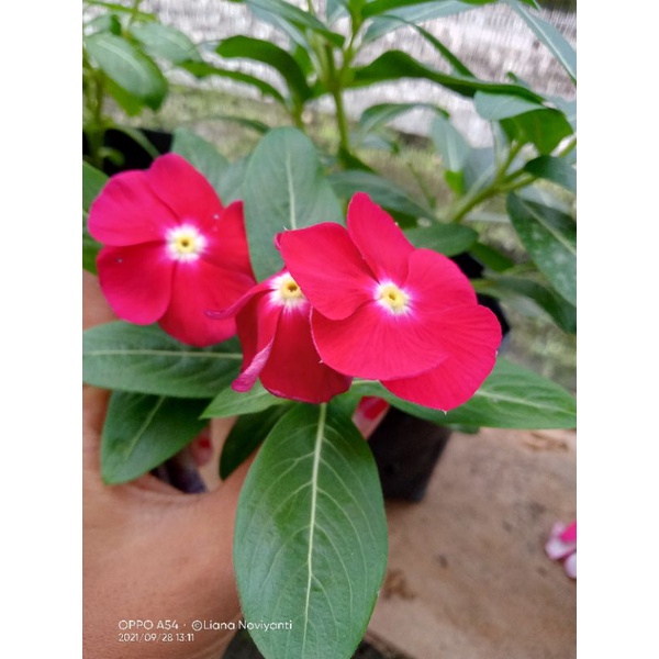 Jual Paket Benih Bunga Vinca Merah Mix Fresh Seed 25 Biji | Shopee ...