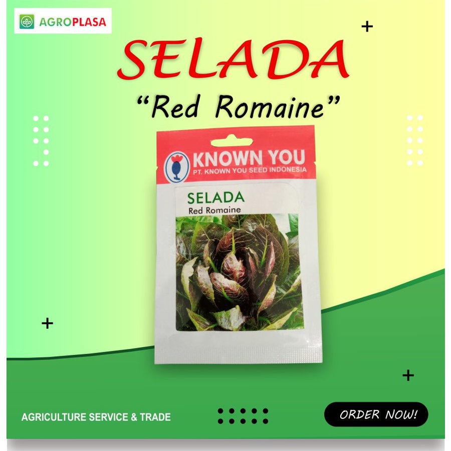 Jual Benih SELADA Red Romaine - Known You Seed | Shopee Indonesia