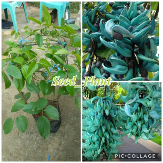 Jual Bibit Tanaman Flame Of Irian Biru Jade Vine | Shopee Indonesia