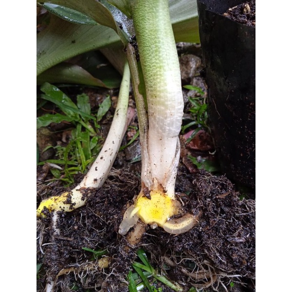 Harga Cikur Terbaru Desember 2022 |BigGo Indonesia