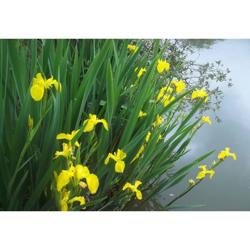 Jual Tanaman hias Yellow Iris#Airis memiliki daun warna hijau dan bunga ...