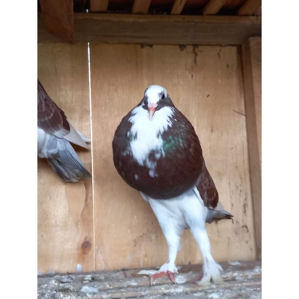 Jual Induk Burung Merpati Gondok Hanna Indukan Merpati Hias Hana Pouter ...