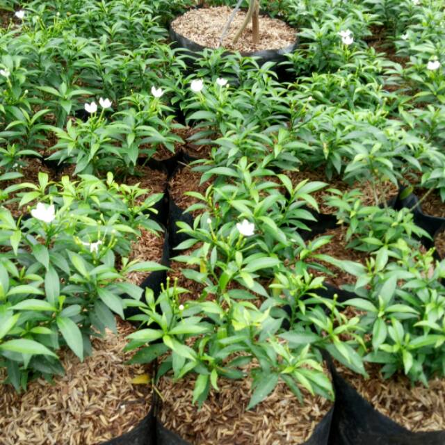 Jual Tanaman hias rembosa mini sabrina | Shopee Indonesia