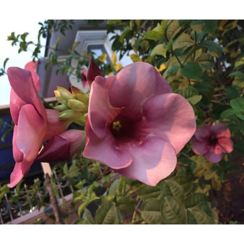 Jual Tanaman hias bunga alamanda ungu / alamanda Daun besar / Tanaman ...
