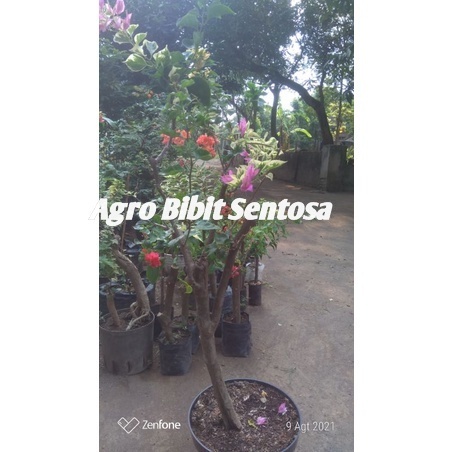 Jual Bunga Bougenville 3 Warna Batang Besar Shopee Indonesia