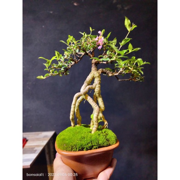Jual bonsai sakura micro gaya exspose root | Shopee Indonesia