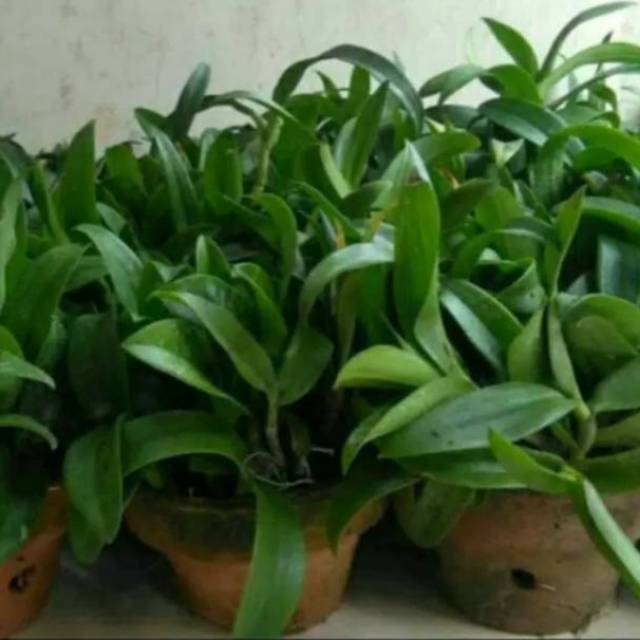 Jual Bibit Anggrek Dendrobium Hibrid Seedling Anggrek Pra Remaja ...