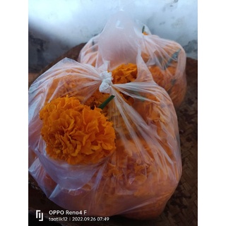 Jual bunga mitir | Shopee Indonesia