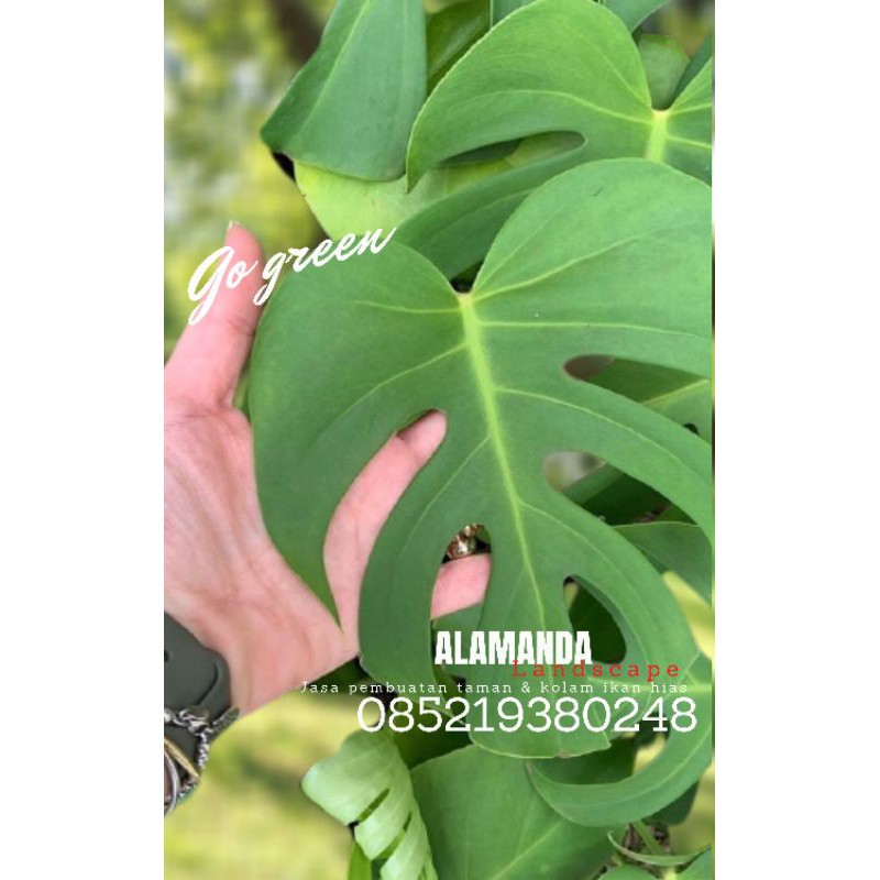 Jual Bibit monstera deliciousa | Tanaman monstera | Bibit pohon Philo ...